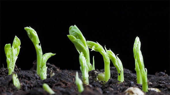Pea Seeds Germination 2, Stock Footage | VideoHive