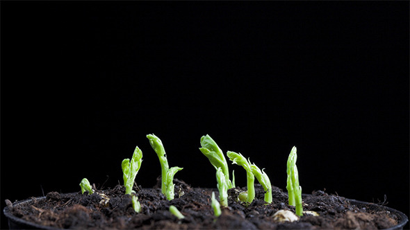 Pea Seeds Germination 3, Stock Footage | VideoHive
