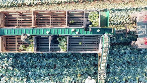 Top View of Farmers Sorting Cabbage on the Mechanized Conveyor, Stock ...