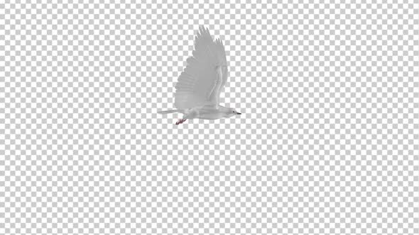 White Dove - Flying Loop - Side View, Motion Graphics | VideoHive