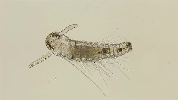 Late-stage Worm Larva Nektoheta Under a Microscope, Family Spionidae ...