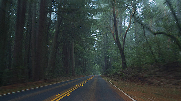 Forest Drive, Stock Footage | VideoHive