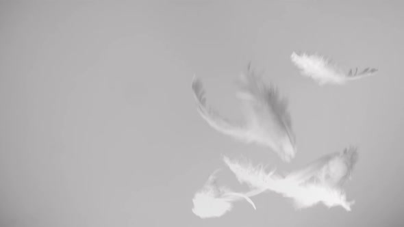 Feathers Falling Down on White Background, Stock Footage | VideoHive