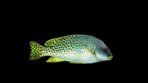 Black Spotted Grunt Fish, Motion Graphics | VideoHive