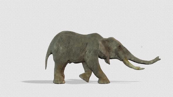 Realistic Tree Animation by Rajibcou | VideoHive