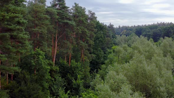 Nature background. Tall and short trees in the forest. , Stock Footage