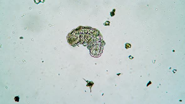 Tiny Moss Piglet is Moving Paws Rapidly Trying to Turn Over Under ...