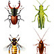 Set of Insects on White Background by andegro4ka | GraphicRiver