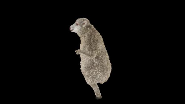12 Sheep Dancing HD, Motion Graphics | VideoHive