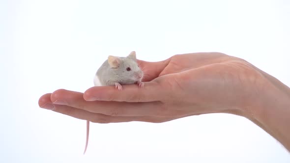 Female Hand Is Holding Decorative Rat on a White Background in Studio ...