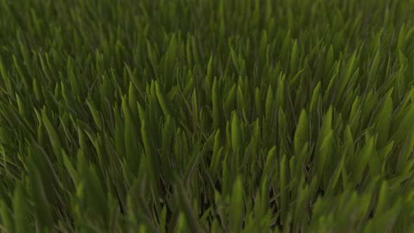 Grass Animation, Motion Graphics | VideoHive