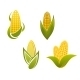 Yellow Corn Icons and Symbols by VectorTradition | GraphicRiver