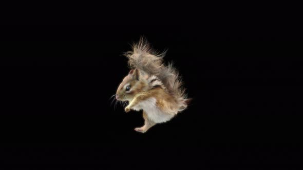 Chipmunk Dancing 4K, Motion Graphics | VideoHive