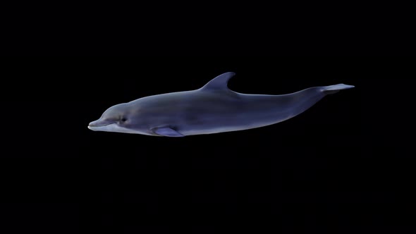 Dolphin Swimming Side View, Motion Graphics | VideoHive