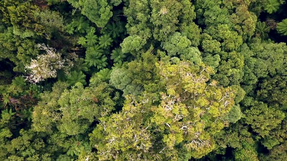 Top-down rainforest aerial view, Stock Footage | VideoHive