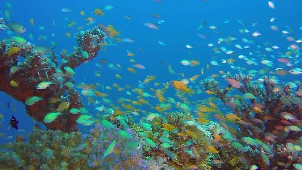 Tropical Colorful Underwater Seascape, Stock Footage | VideoHive