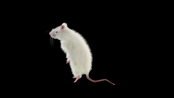 Rat Dancing Hd, Motion Graphics | VideoHive