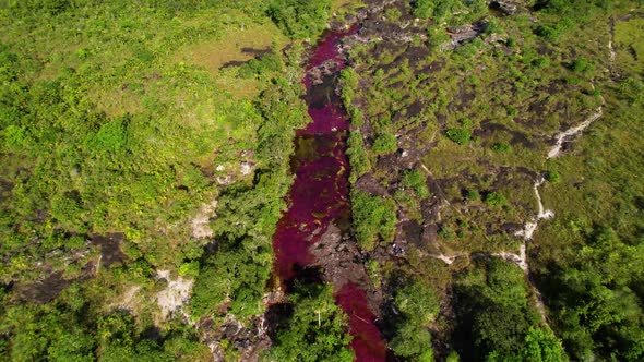 The colorful river of seven colors Caño Cristales surrounded by trees ...