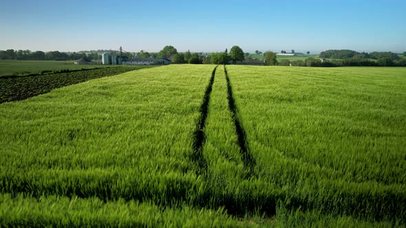 Agricultural land 4k drone footage of tractor path in growing wheat ...