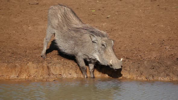 Warthog Drinking Water - South Africa, Stock Footage | VideoHive