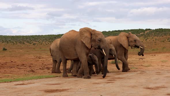 Elephant Family Walking Across Pathway, Stock Footage | VideoHive