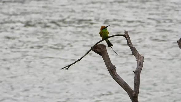 Long tailed hummingbird is on active and hitting its nose to tree ...