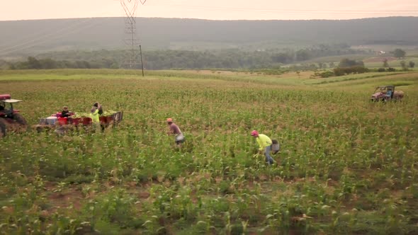 Aerial view of workers in field picking fresh corn with tractor pulling ...