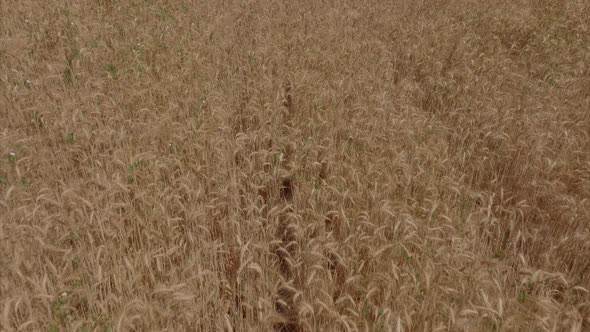 Dry Wheat field ready for harvest, Aerial footage., Stock Footage ...
