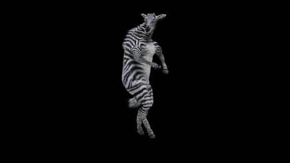 51 Zebra Dancing HD, Motion Graphics | VideoHive