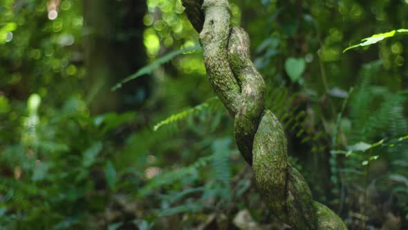 Forest Hanging Creeper Roots Macro, Stock Footage | VideoHive