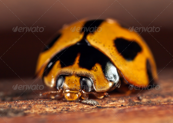 ladybug Stock Photo by pelooyen | PhotoDune