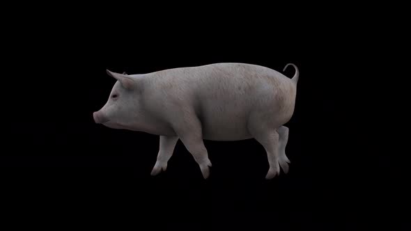 Pig Walk View From Side, Motion Graphics | VideoHive