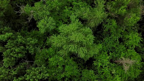 Top Down View of Trees Background, Stock Footage | VideoHive