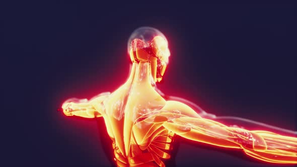 Human Muscular System Anatomical Infographic, Motion Graphics | VideoHive