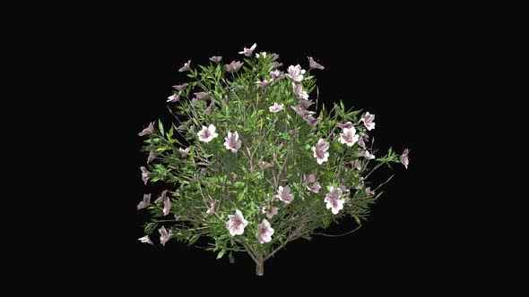 Flower Growing, Motion Graphics | VideoHive