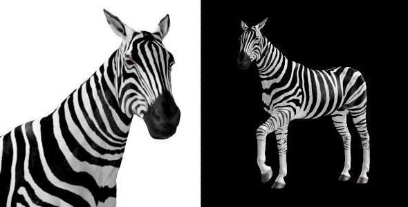 Zebra - Pack of 2, Motion Graphics | VideoHive
