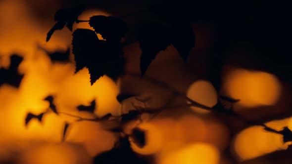 Fire Flame Forest Night Branch Dark Pine Bright Burning Summer Evening ...