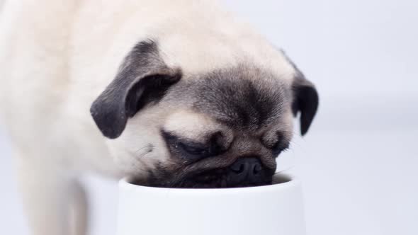 Close Up Pug Dog Eating Fresh Dry Dog Food Kibbles for Small Puppies ...