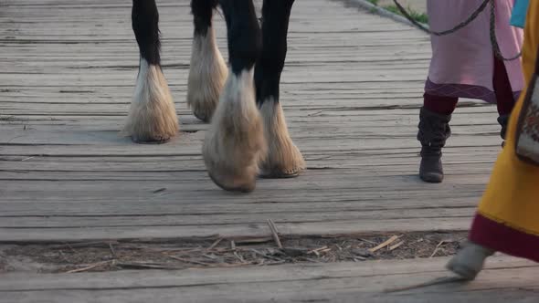 Close Up Fluffy Hooves of Walking Horse, Stock Footage | VideoHive