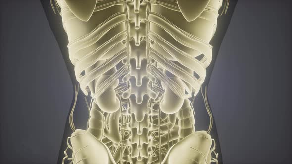 Anatomy Tomography Scan of Human Body, Motion Graphics | VideoHive