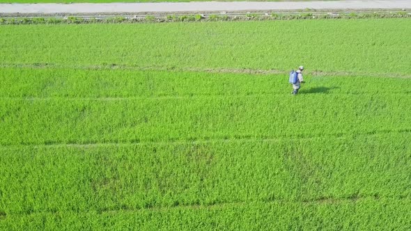 Drone Approaches Local Man Sprinkling Rice Field Against Pests, Stock ...