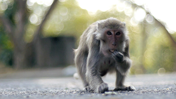 Monkey Eating Potato Chips 3, Stock Footage | VideoHive