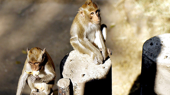 Monkey Eating Potato Chips 5, Stock Footage | VideoHive