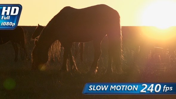 Evening Pasture, Stock Footage | VideoHive