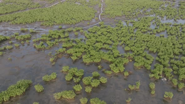 Slow aerial flyover of wetlands in Cockle Bay, Freetown, Sierra Leone ...