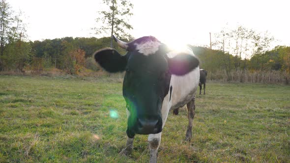 Curious Cow Looking Into Camera and Sniffing It. Cute Friendly Animal ...
