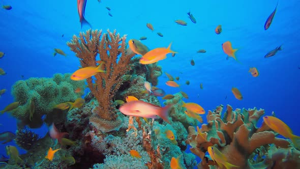 Underwater Scene Colorful World by Nemo-Dahab | VideoHive