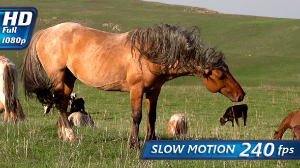 Leader of the Herd, Stock Footage | VideoHive