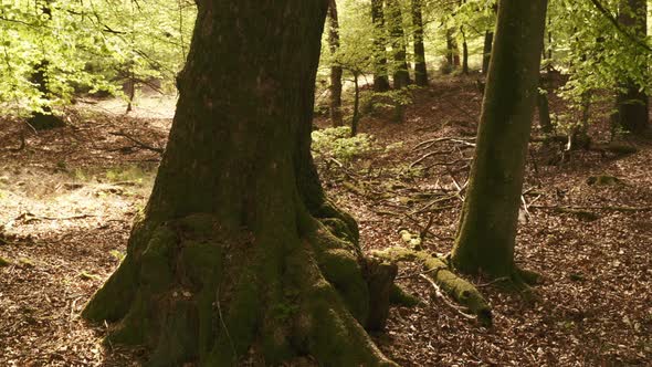 Strong Old Tree with Large Roots in the Forest, Stock Footage | VideoHive