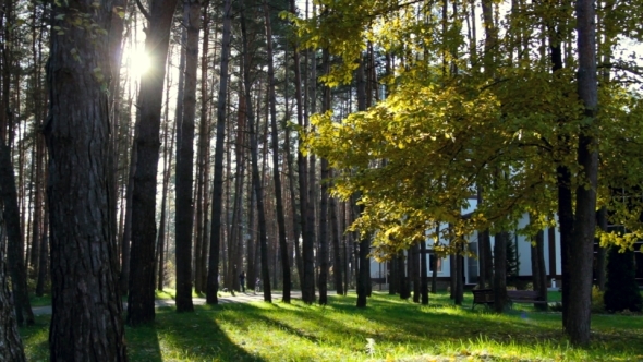 Epic Forest, Stock Footage | VideoHive